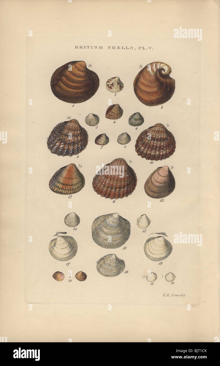 A variety of cockles from the Cardiidae family of bivalve mollusks ...