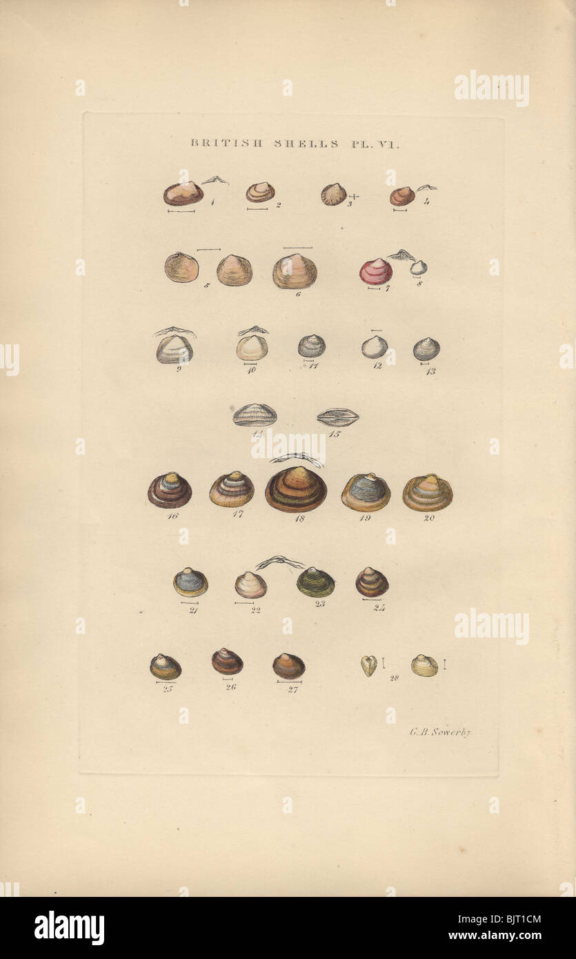 Different types of shells hi-res stock photography and images - Alamy