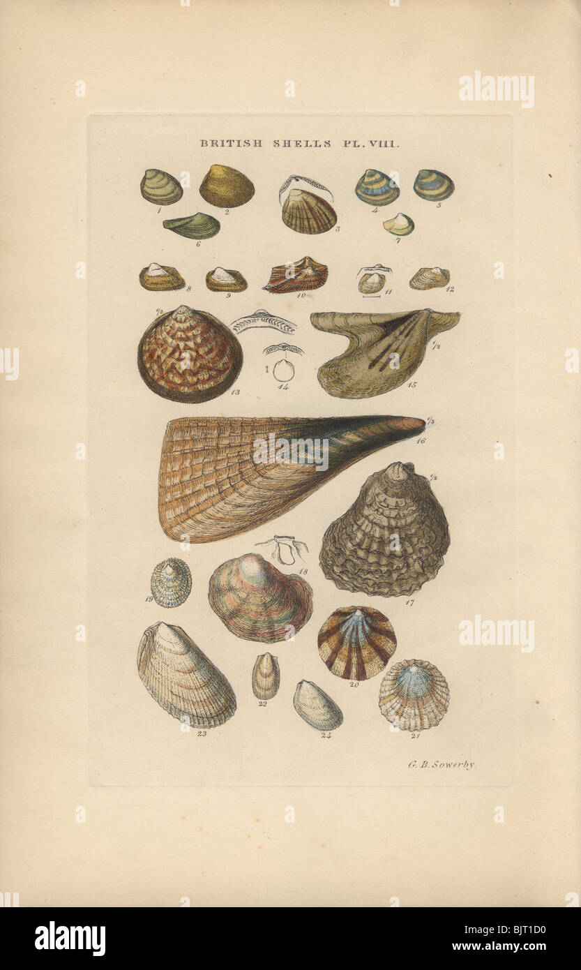 Oyster conchology hi-res stock photography and images - Alamy