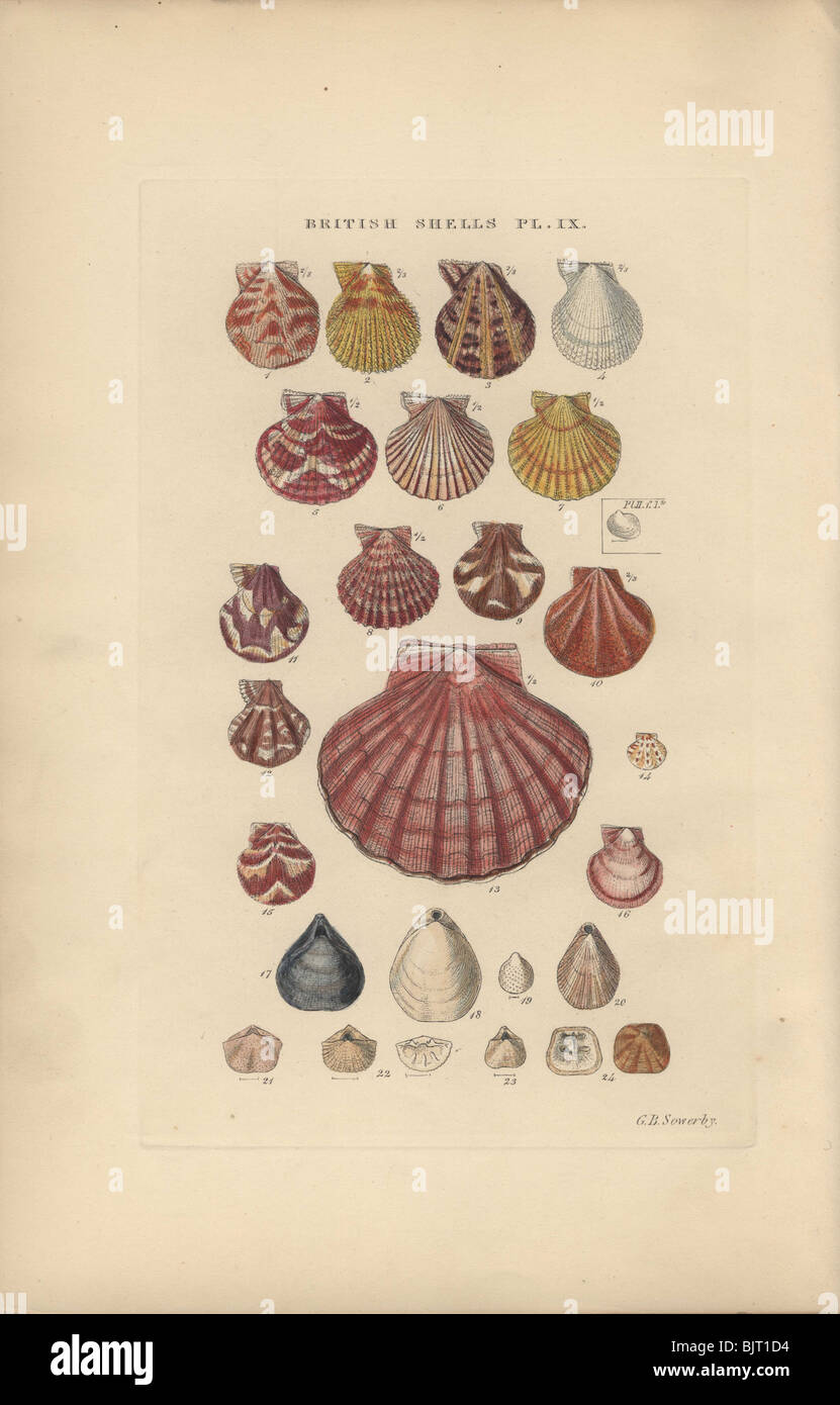 A variety of colorful scallop shells from the genus Pecten, Rhynconella ...