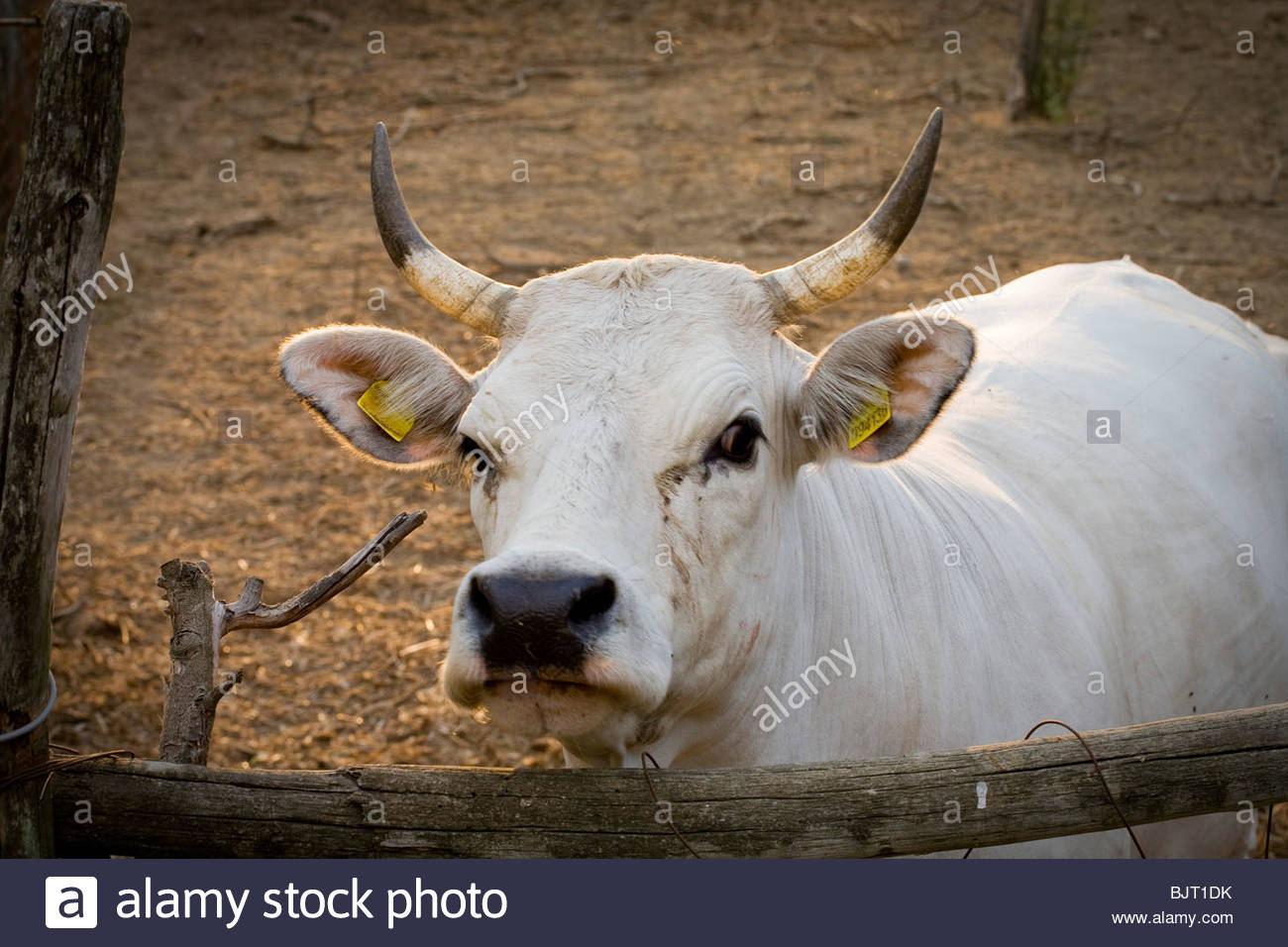 Chianina Cattle Stock Photos & Chianina Cattle Stock Images - Alamy