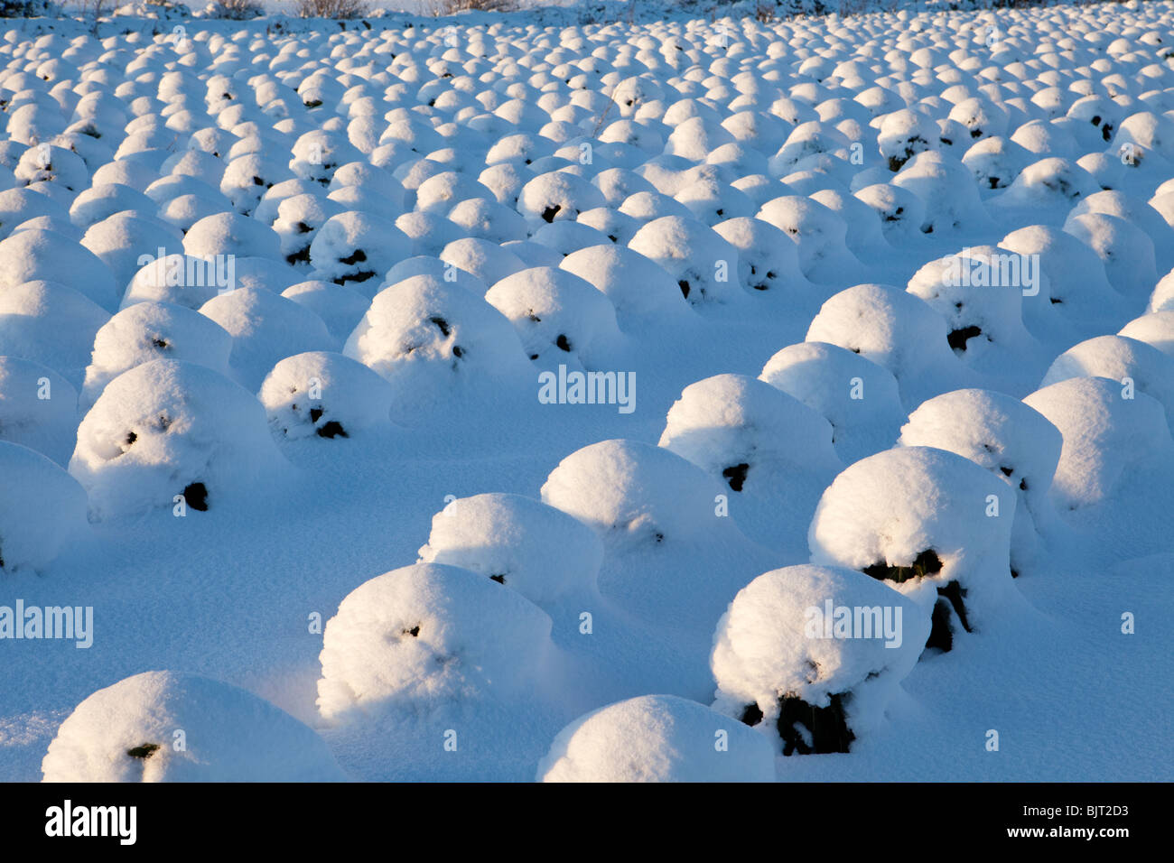 Snow covered brussel sprout plants growing on a hillside overlooking ...