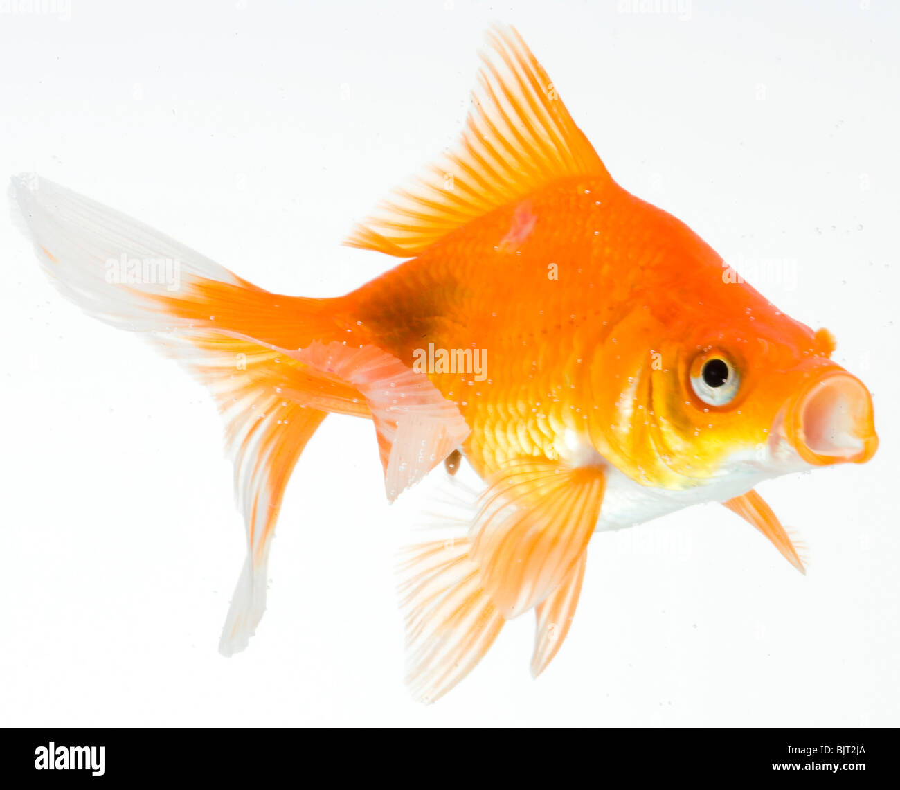 Goldfish hi-res stock photography and images - Alamy