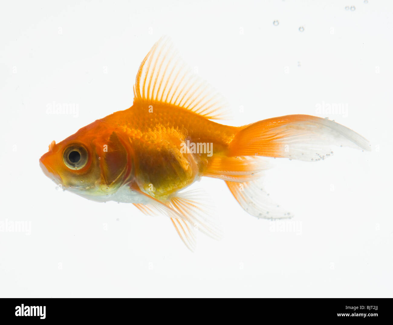 One goldfish hi-res stock photography and images - Alamy