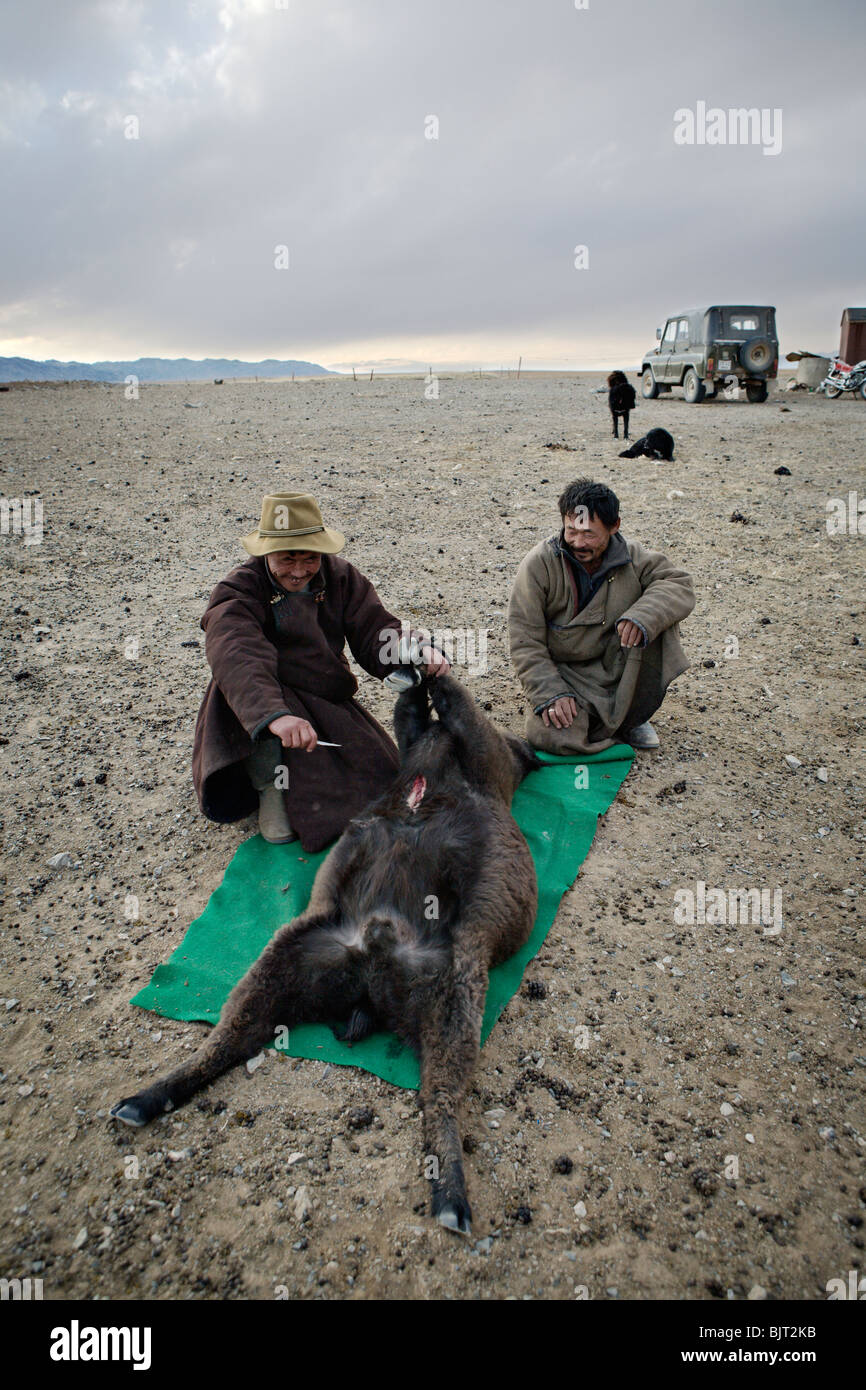 Sheep being slaughtered in Gobi Desert, Mongolia Stock Photo - Alamy