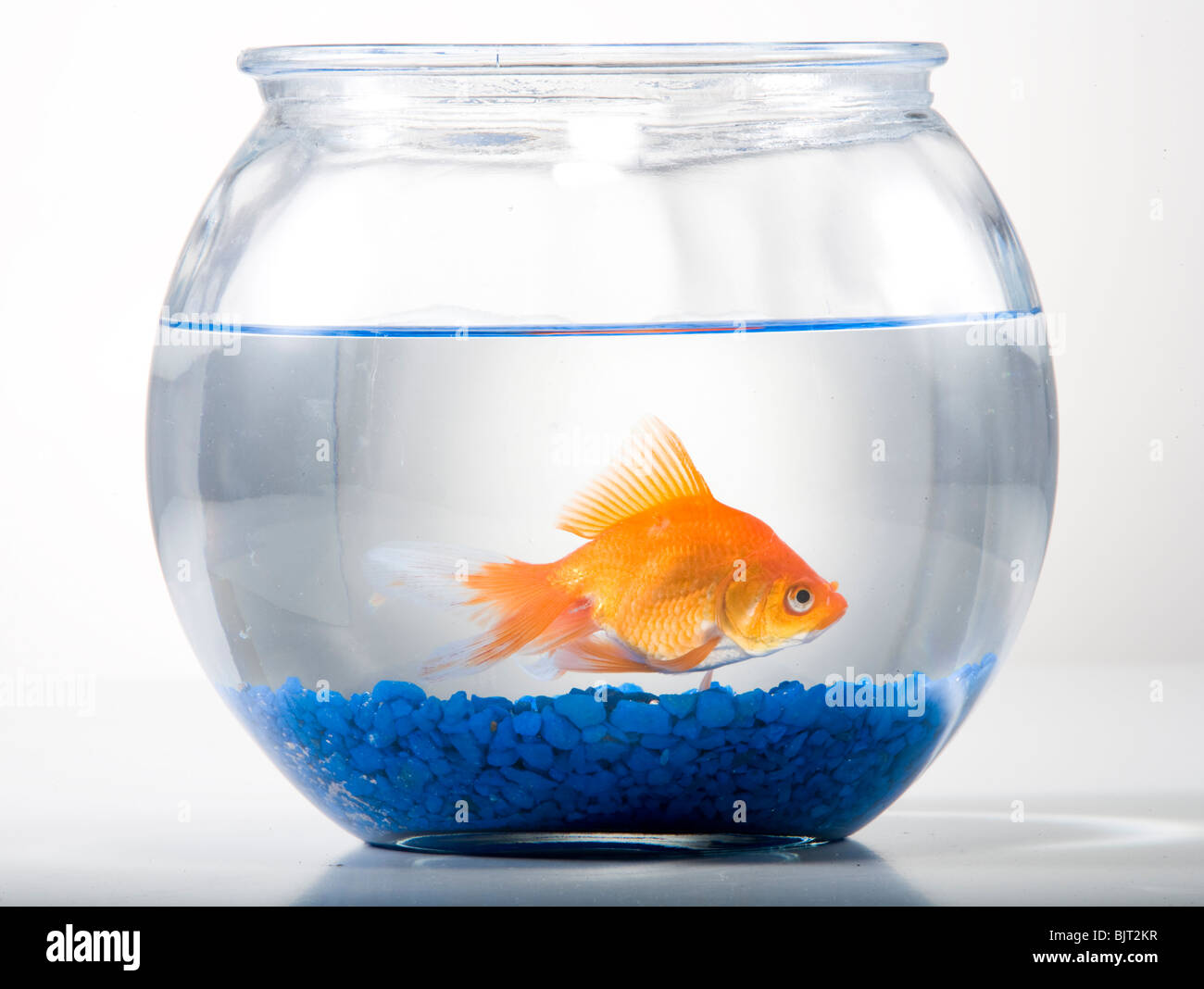 Goldfish bowl hi-res stock photography and images - Alamy