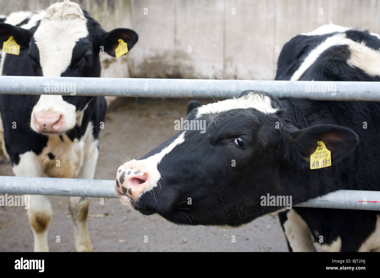 Milking german hi-res stock photography and images - Alamy