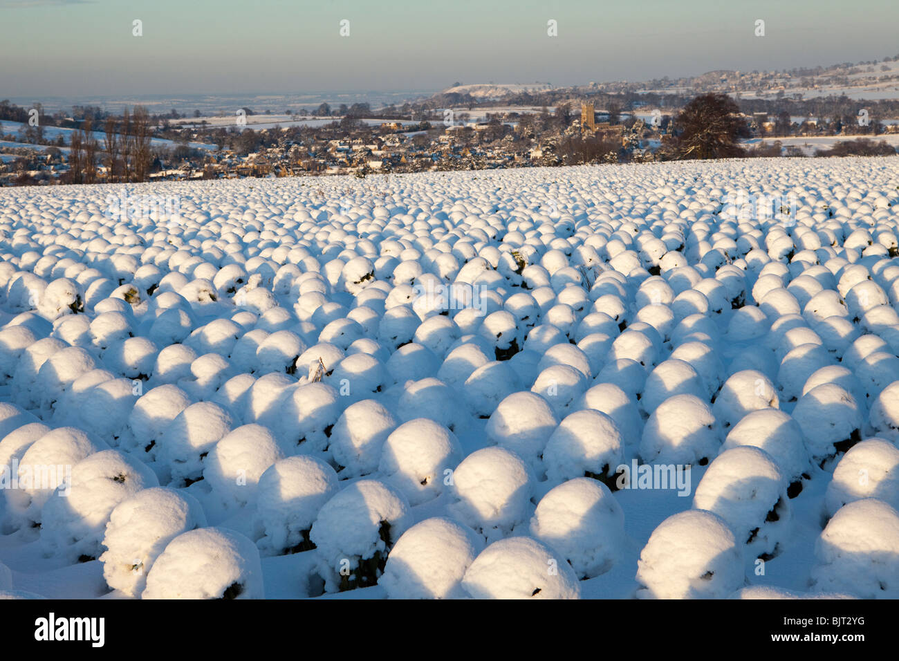 Snow covered brussel sprout plants growing on a hillside overlooking ...