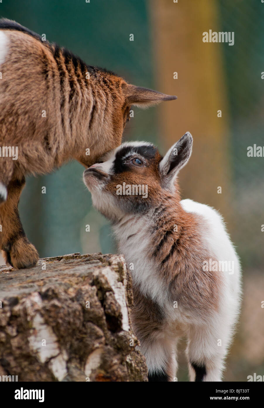Cute baby goats showing affection to each other Stock Photo - Alamy