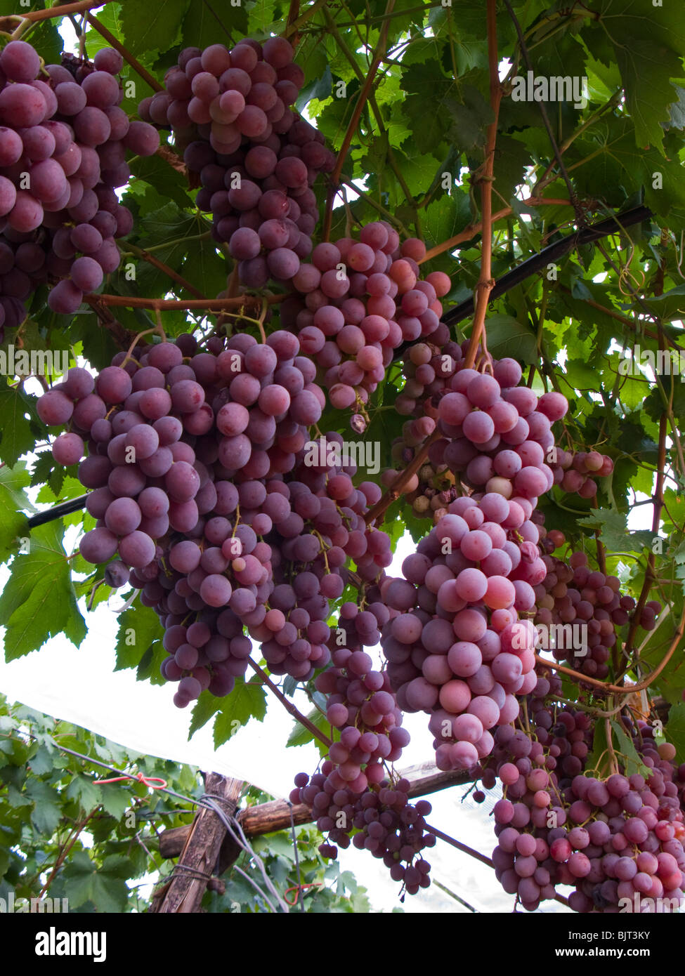 Red eating grapes, Basilicato, Italy Stock Photo - Alamy
