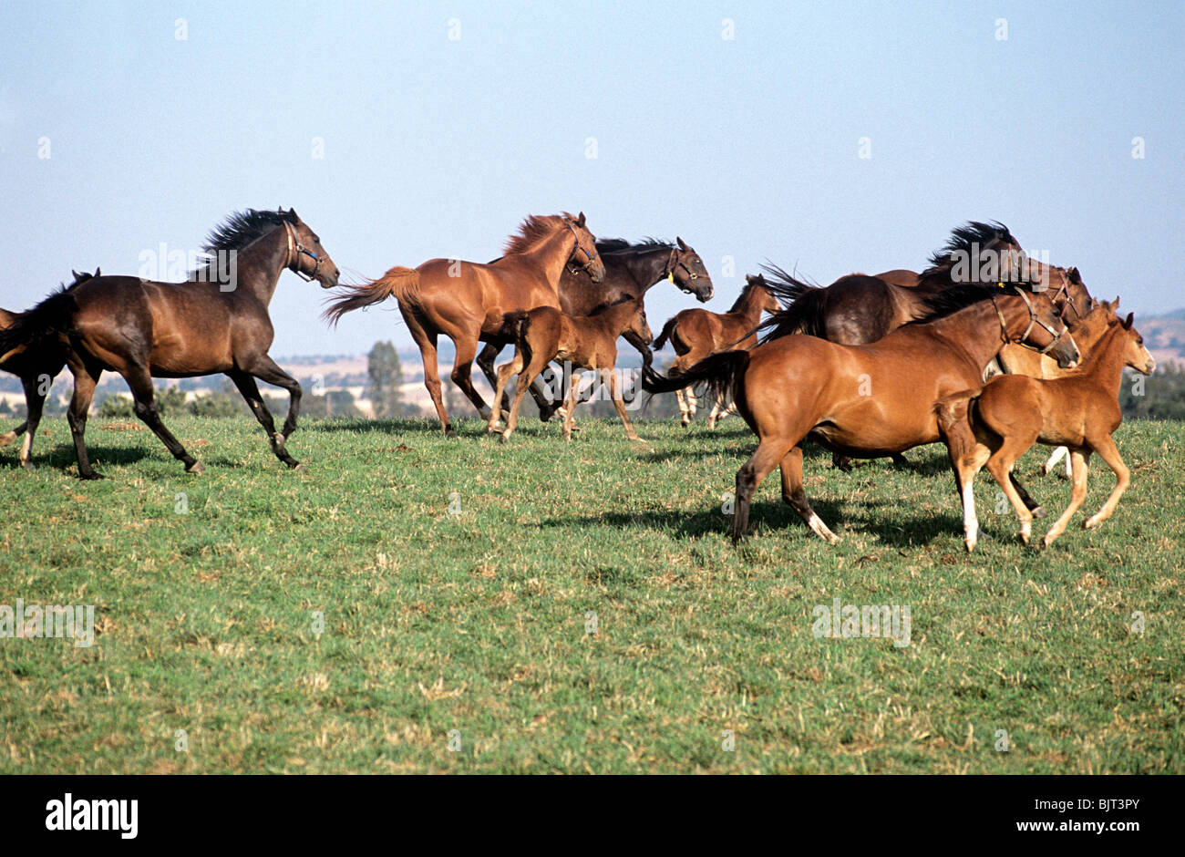 Horses galloping group hi-res stock photography and images - Alamy
