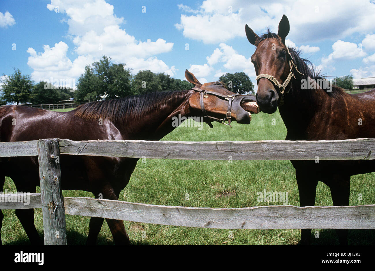 Two horses fence hi-res stock photography and images - Alamy