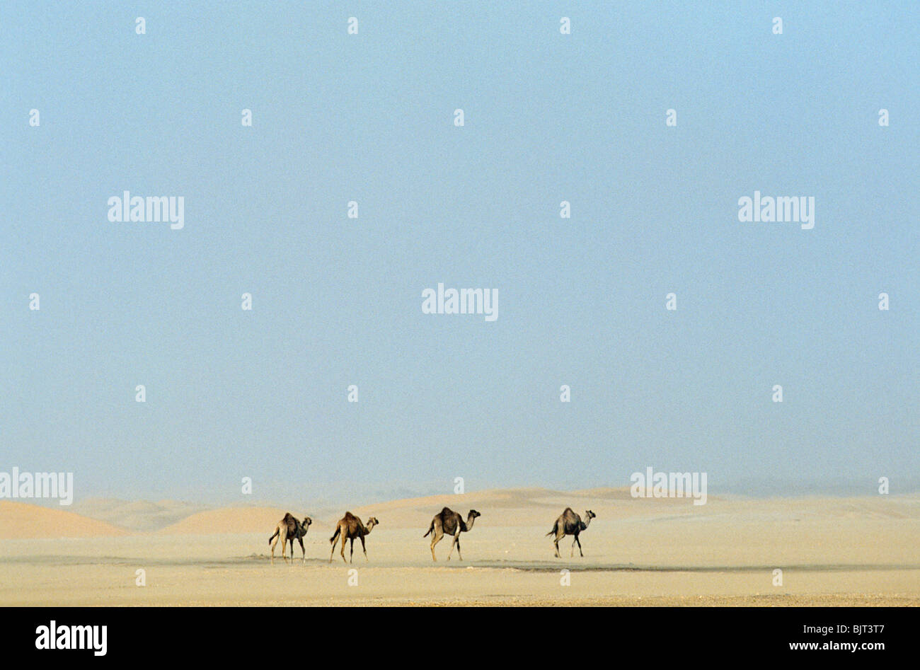 Walking camels hi-res stock photography and images - Alamy