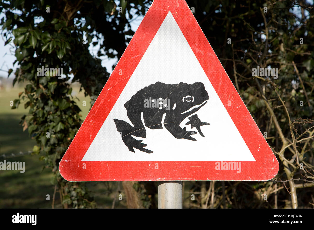 Red triangular road sign of frog or toad Stock Photo - Alamy