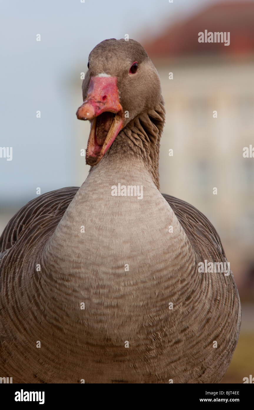 Goose beak open hi-res stock photography and images - Alamy