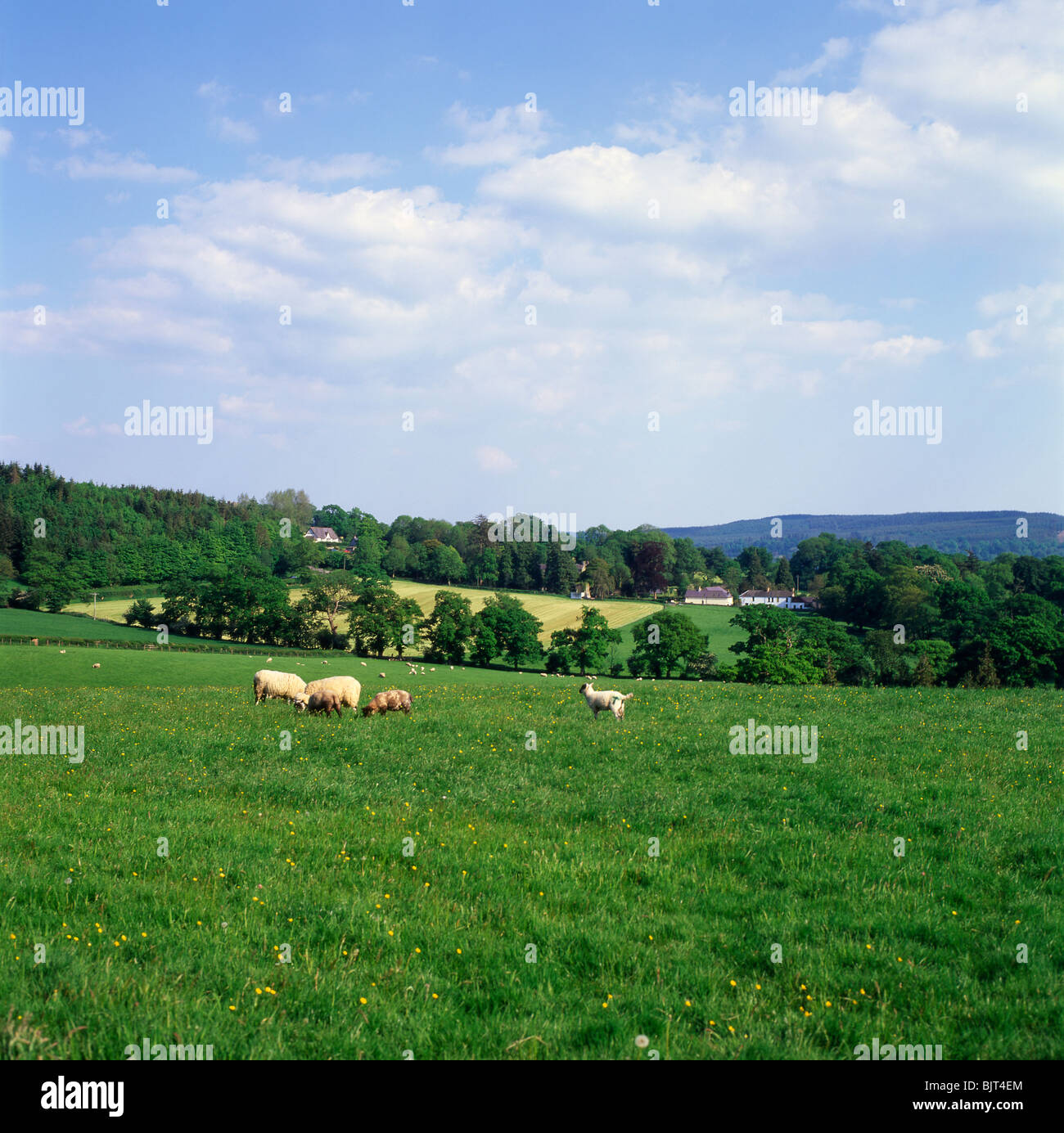 Welsh farming hi-res stock photography and images - Alamy