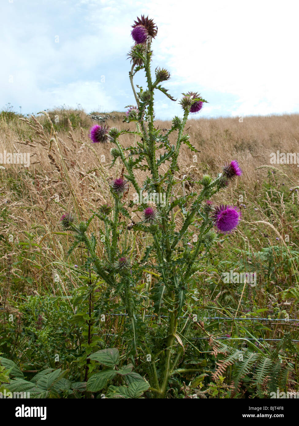 Musk thistle hi-res stock photography and images - Alamy