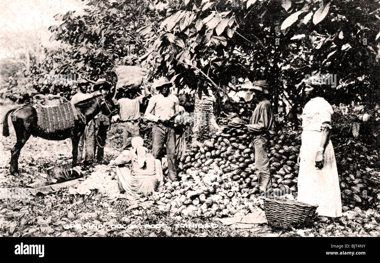 Tobago cocoa black and white hi-res stock photography and images - Alamy