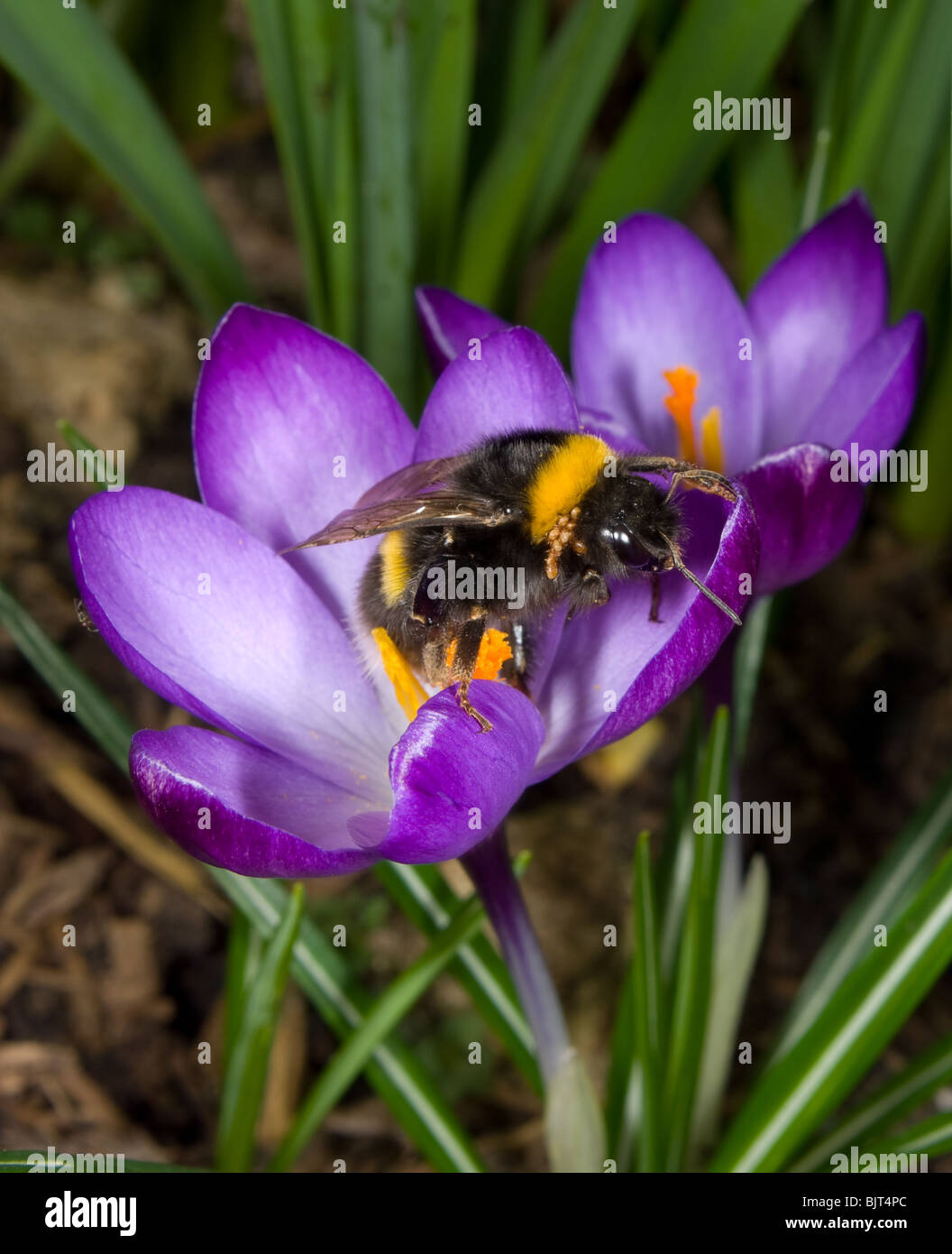 Bumble Bee with Mites on Crocus Stock Photo - Alamy