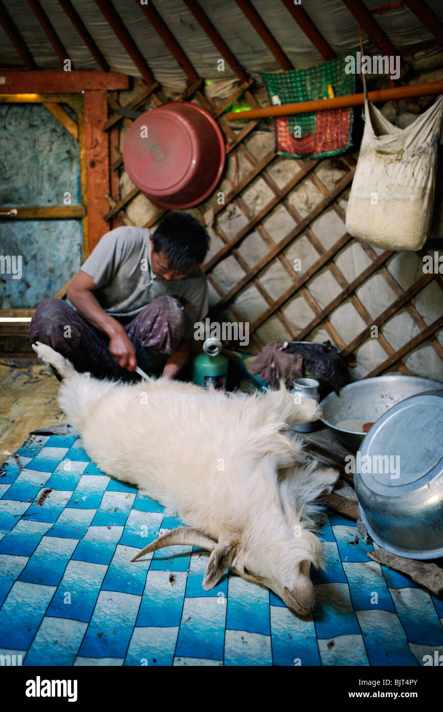 Slaughter sheep mongolia hi-res stock photography and images - Alamy