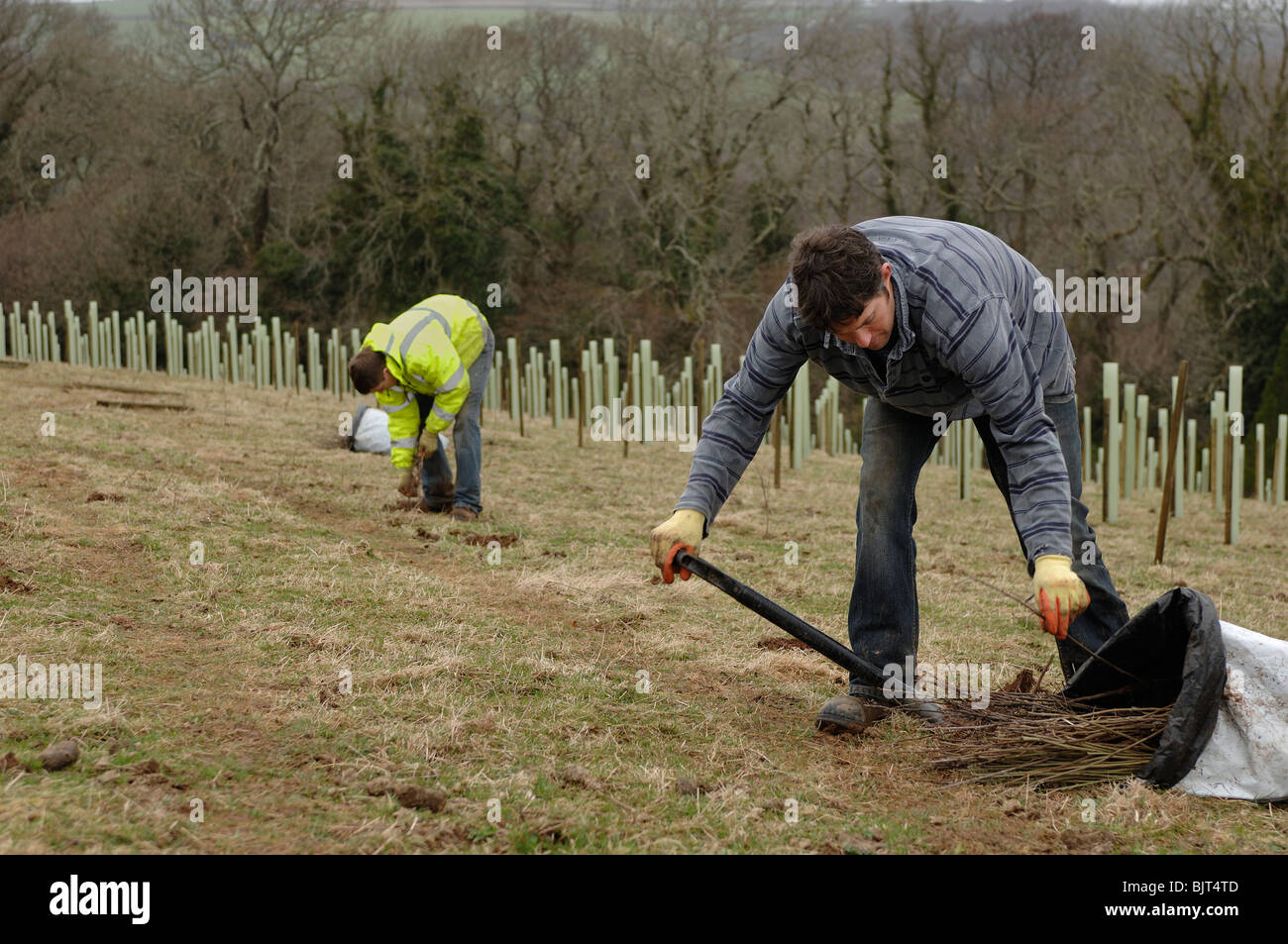 Contractors planting deciduous trees on farm near Newton Ferris South ...