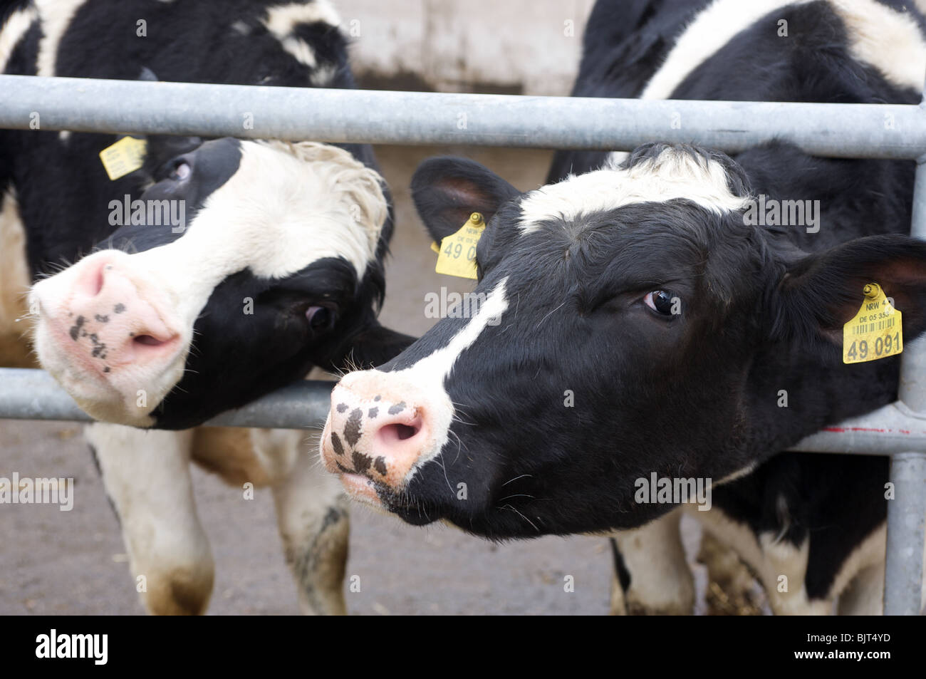 Holstein-Friesian dairy cattle on a farm in Germany Stock Photo - Alamy