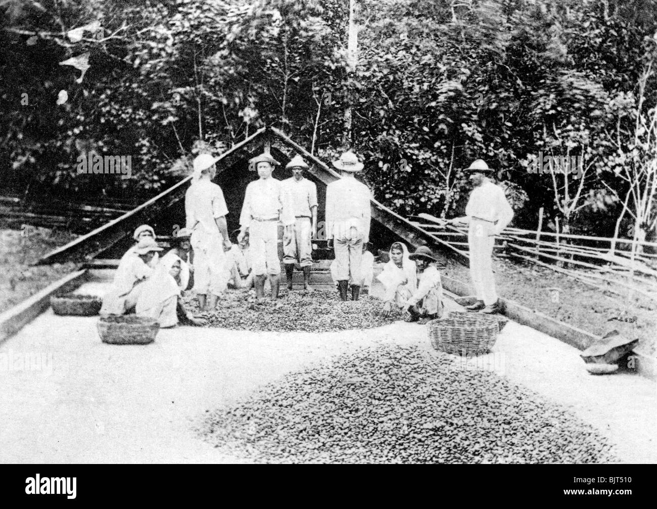 Drying cocoa, Trinidad, c1900s. Artist: Unknown Stock Photo - Alamy