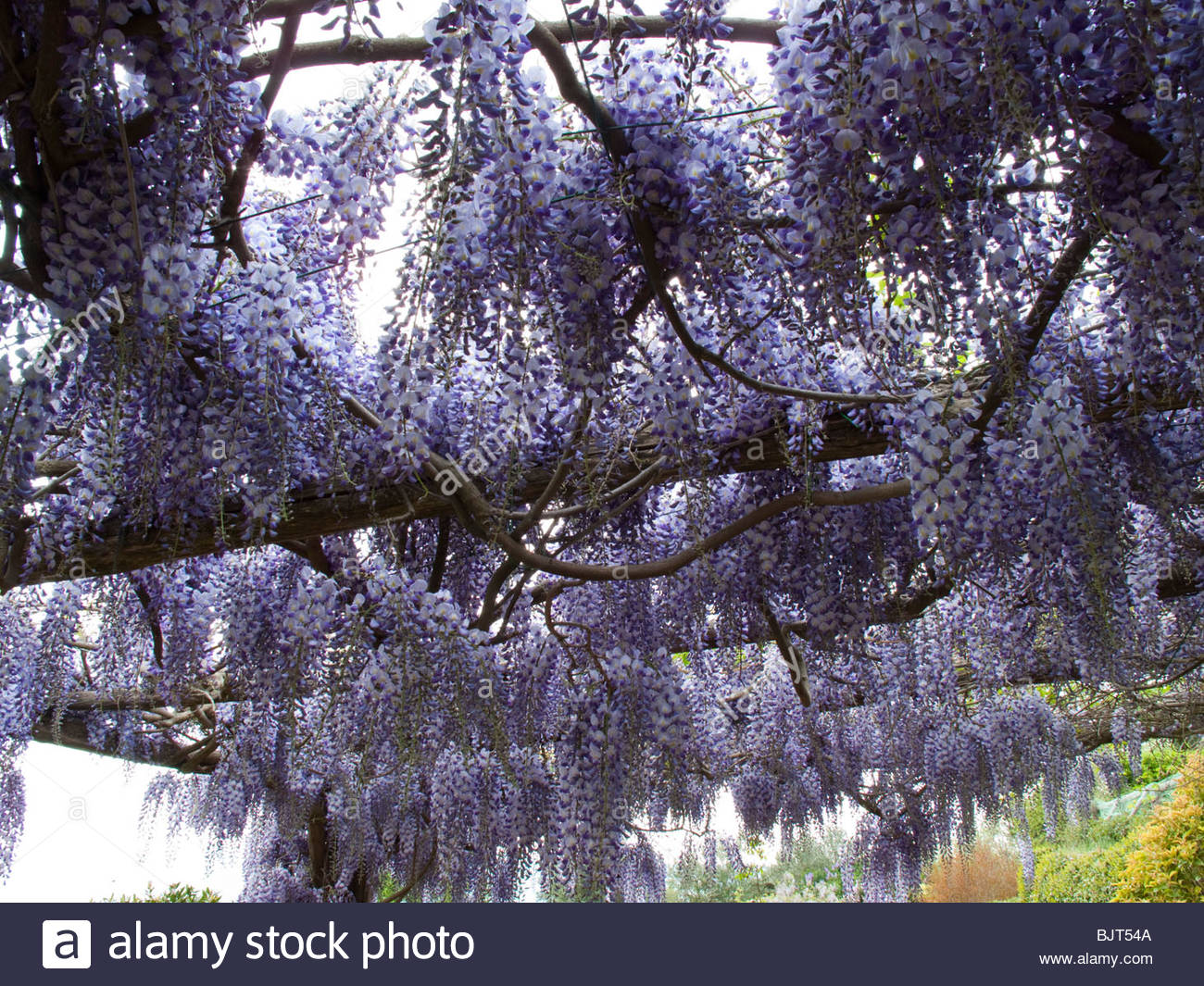 Wisteria Pergola Stock Photos & Wisteria Pergola Stock Images - Alamy