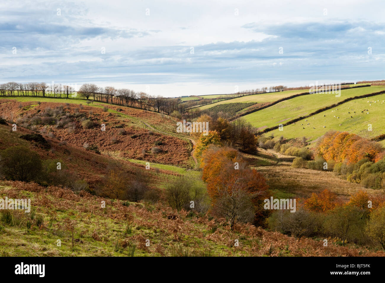 Autumn on Exmoor national Park - Pennycombe Water, W of Exford ...