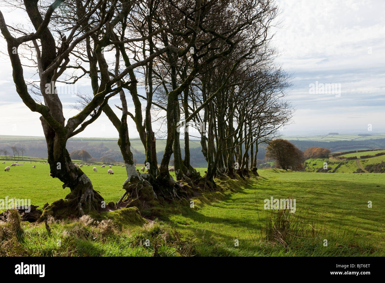 An old Exmoor hedgebank on Fyldon Common, S of Simonsbath, Somerset ...