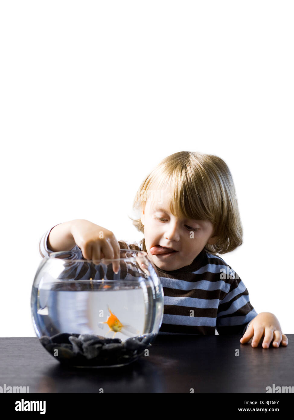 USA, Utah, Provo, Boy (2-3) touching goldfish in bowl Stock Photo - Alamy
