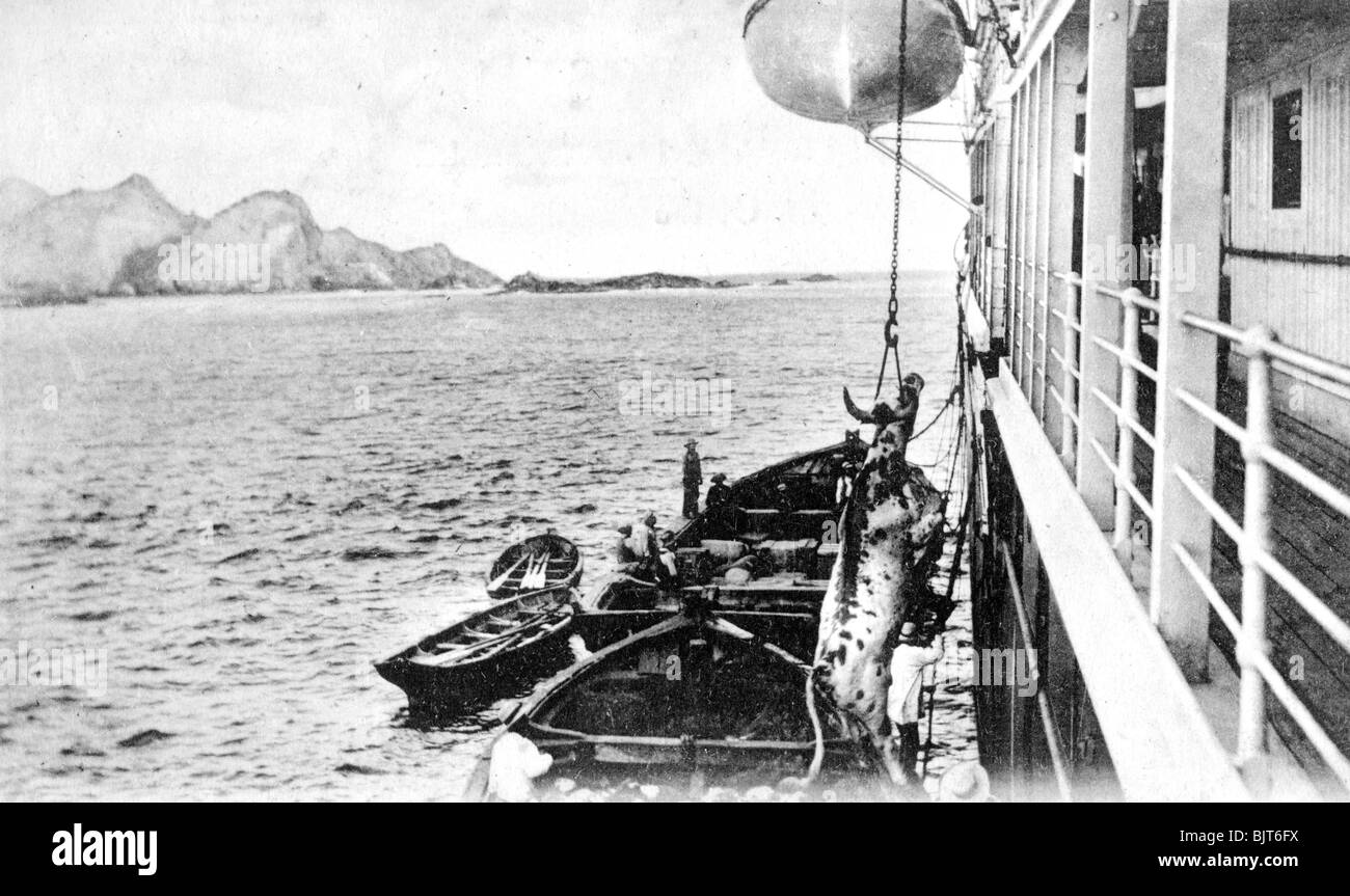 Livestock transport boat hi-res stock photography and images - Alamy