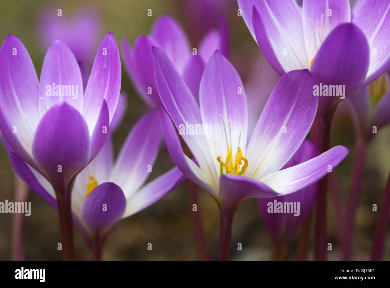 COLCHICUM SPECIOSUM ATRORUBENS AUTUMN CROCUS Stock Photo - Alamy