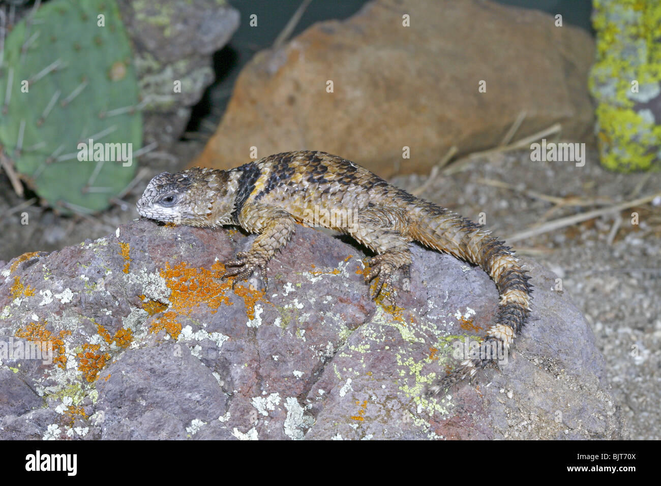 Crevice Spiny Lizard Stock Photo - Alamy
