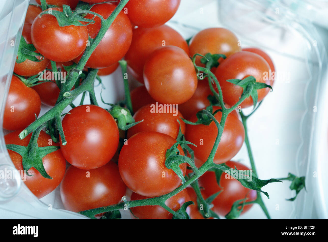 Cherry tomatoes on vine fresh Stock Photo - Alamy