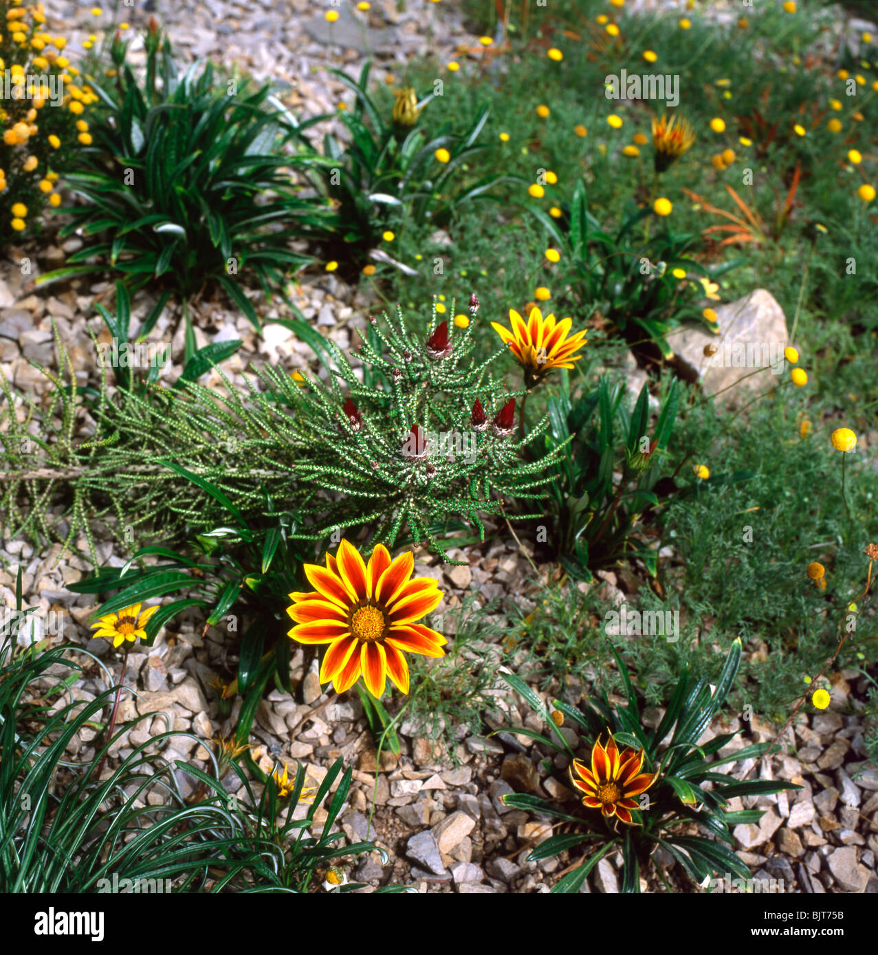Gazanias yellow gazania flowering in bloom in a rockery dry ...