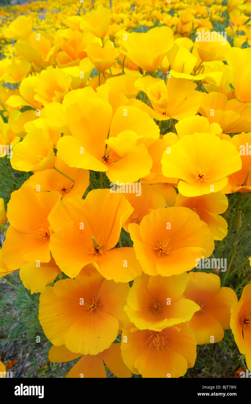 Mexican Gold Poppy Stock Photo - Alamy
