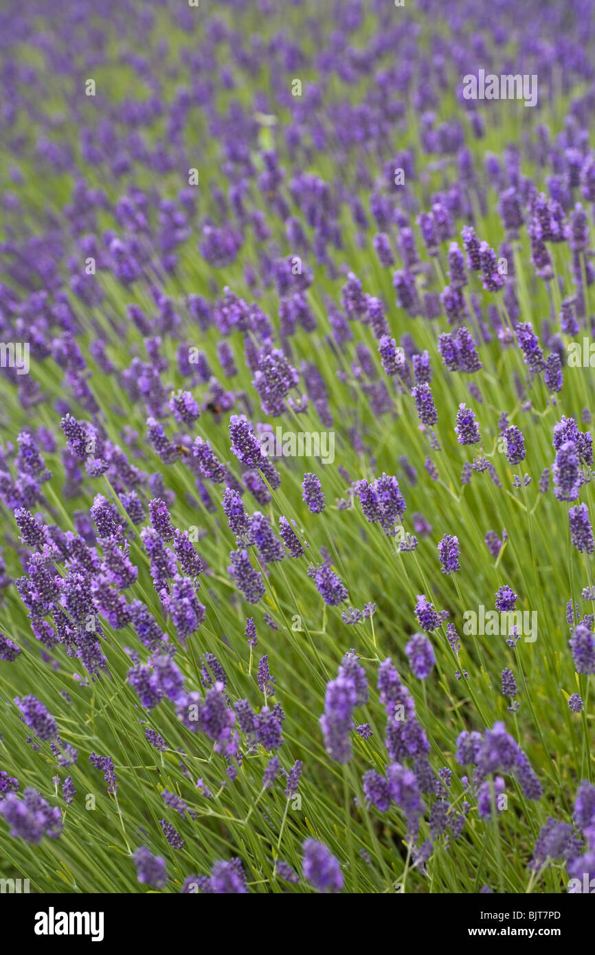 Shoreham castle hi-res stock photography and images - Alamy