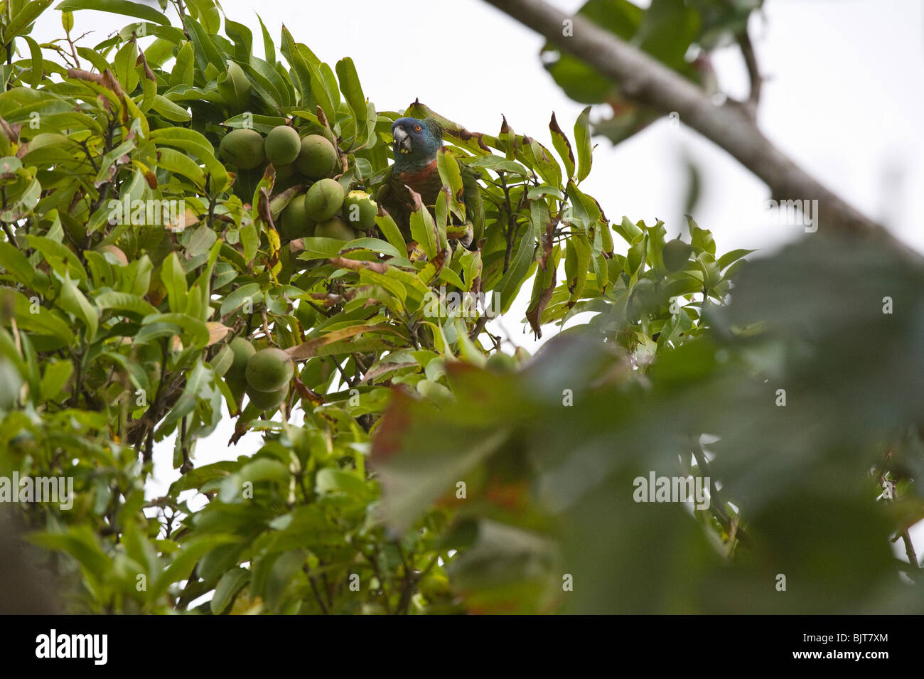Saint Lucia Parrot (Amazona versicolor) feeding on mango TeTe Chemin ...