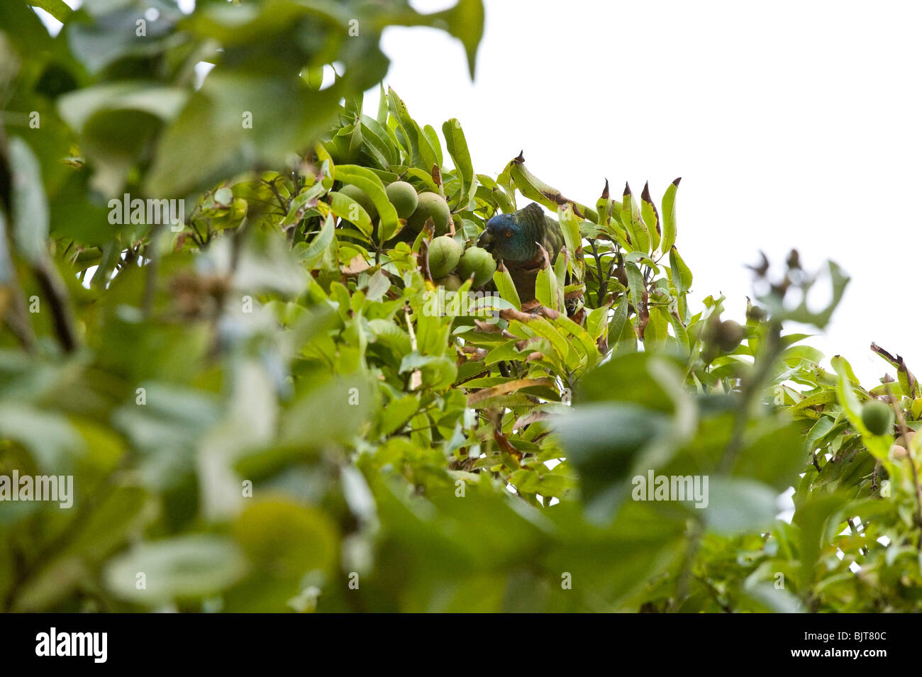 Saint Lucia Parrot (Amazona versicolor) feeding on mango fruits Millet ...