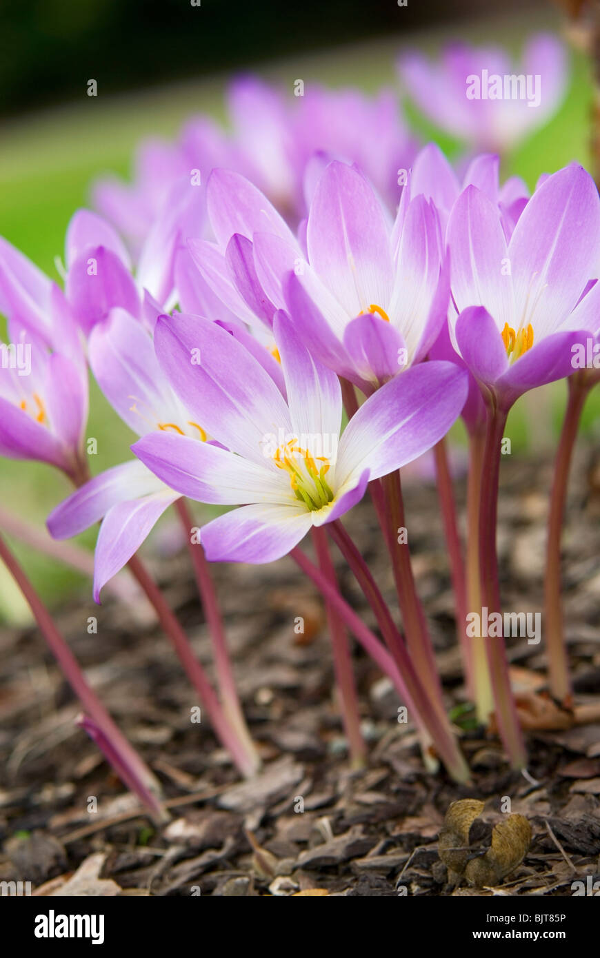Pink colchicum speciosum hi-res stock photography and images - Alamy