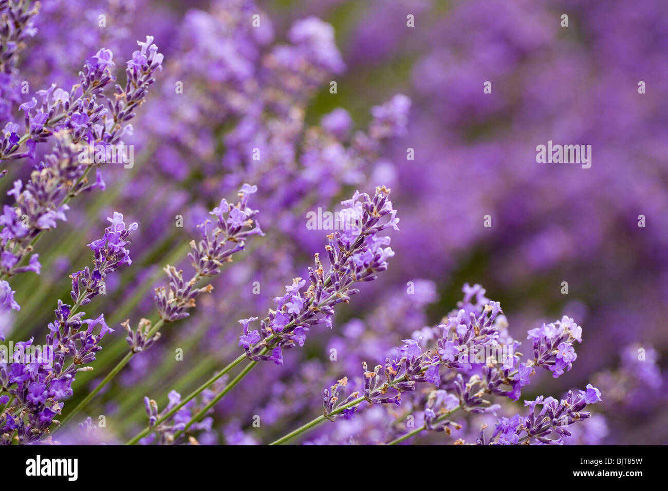 Lavender, Castle Farm, Shoreham, Kent Stock Photo - Alamy