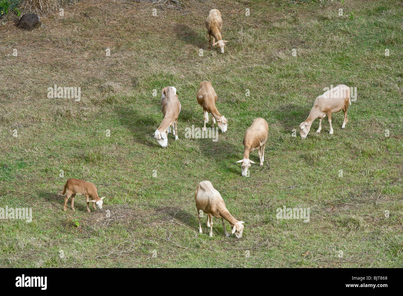 Caribbean goats hi-res stock photography and images - Alamy