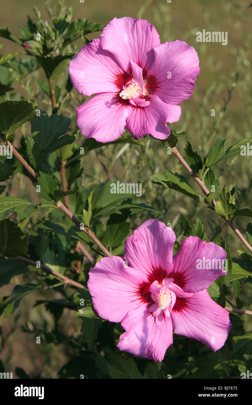 Rose of sharon bloom hi-res stock photography and images - Alamy