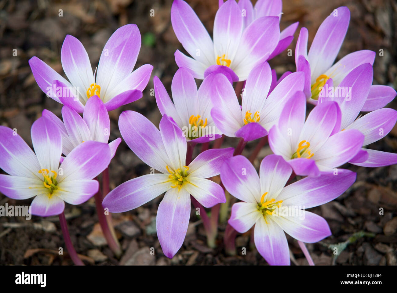 A GROUP OF COLCHICUM SPECIOSUM ATRORUBENS AUTUMN CROCUS Stock Photo - Alamy