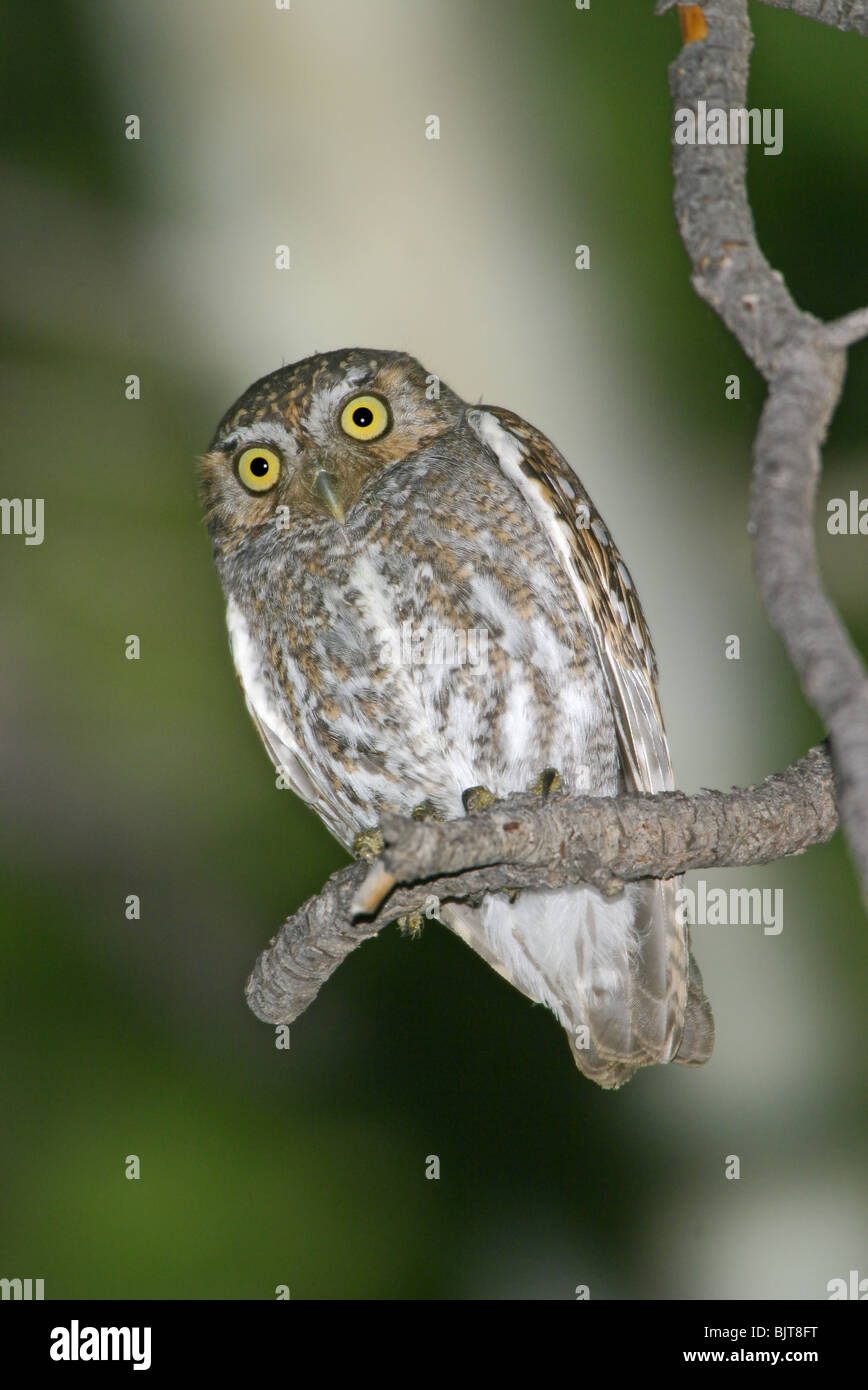 Camouflage elf hi-res stock photography and images - Alamy