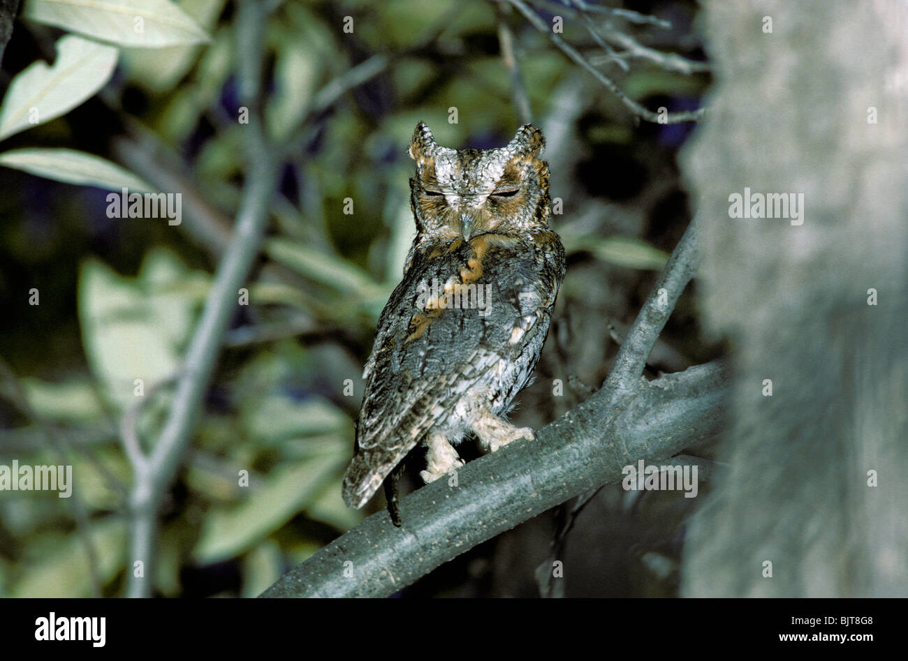 Flammulated owl hi-res stock photography and images - Alamy