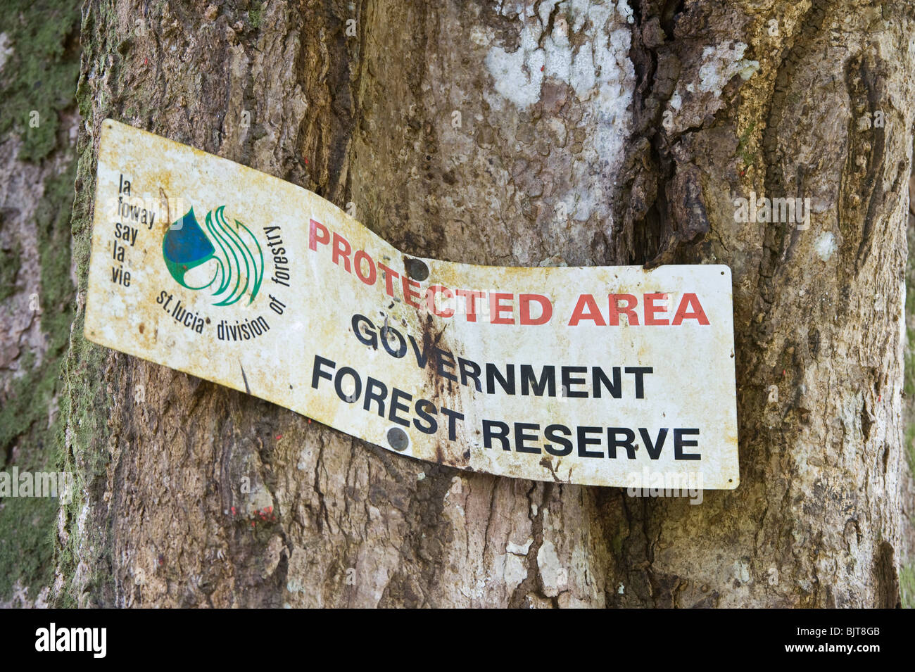 Notice of Government Forest Reserve trunk of mango tree Millet Nature ...