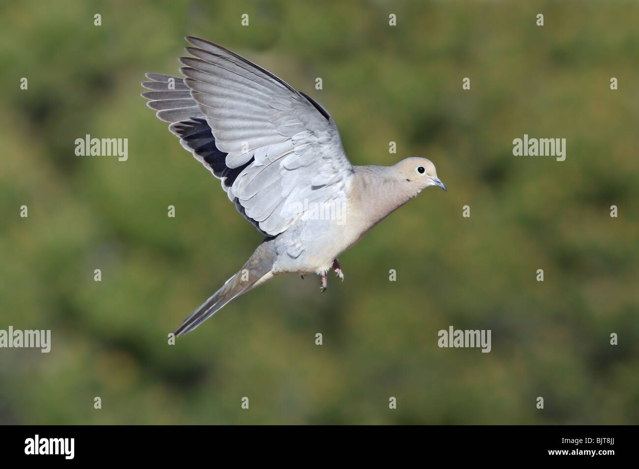 Mourning dove flight hi-res stock photography and images - Alamy