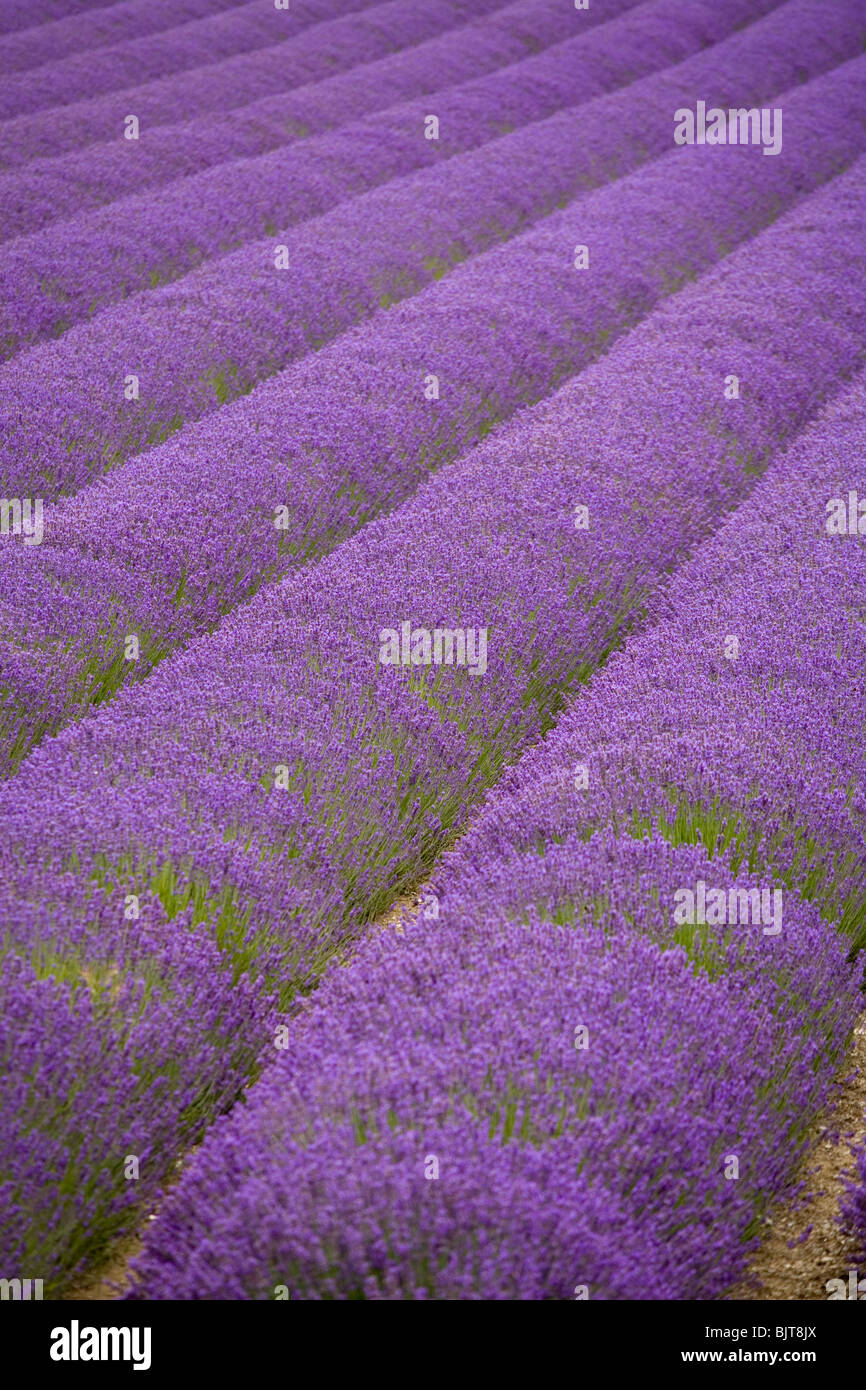 Lavender, Castle Farm, Shoreham, Kent Stock Photo - Alamy